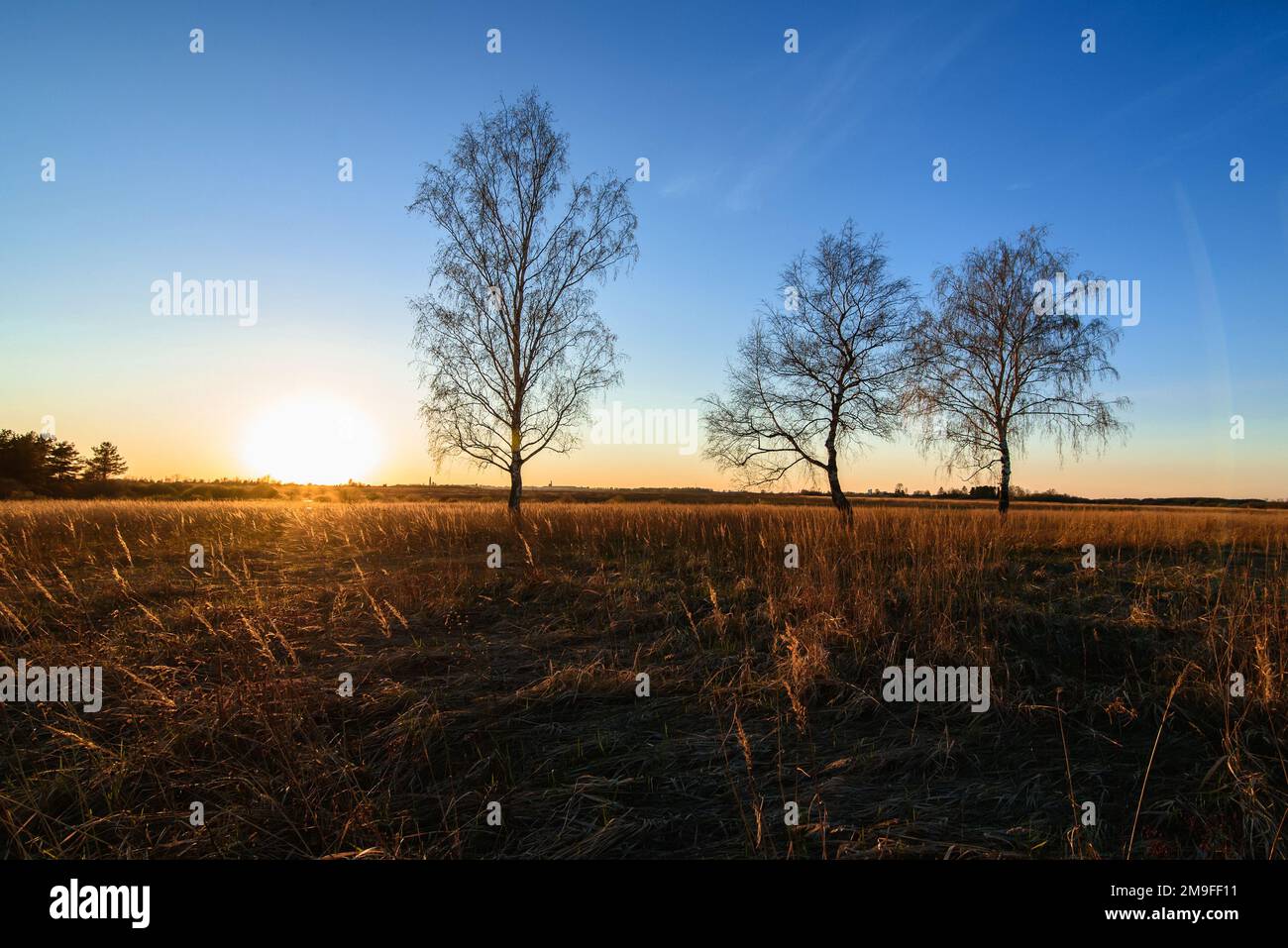 three birches in a Sunny sunset in a field with a dry grass in the ...