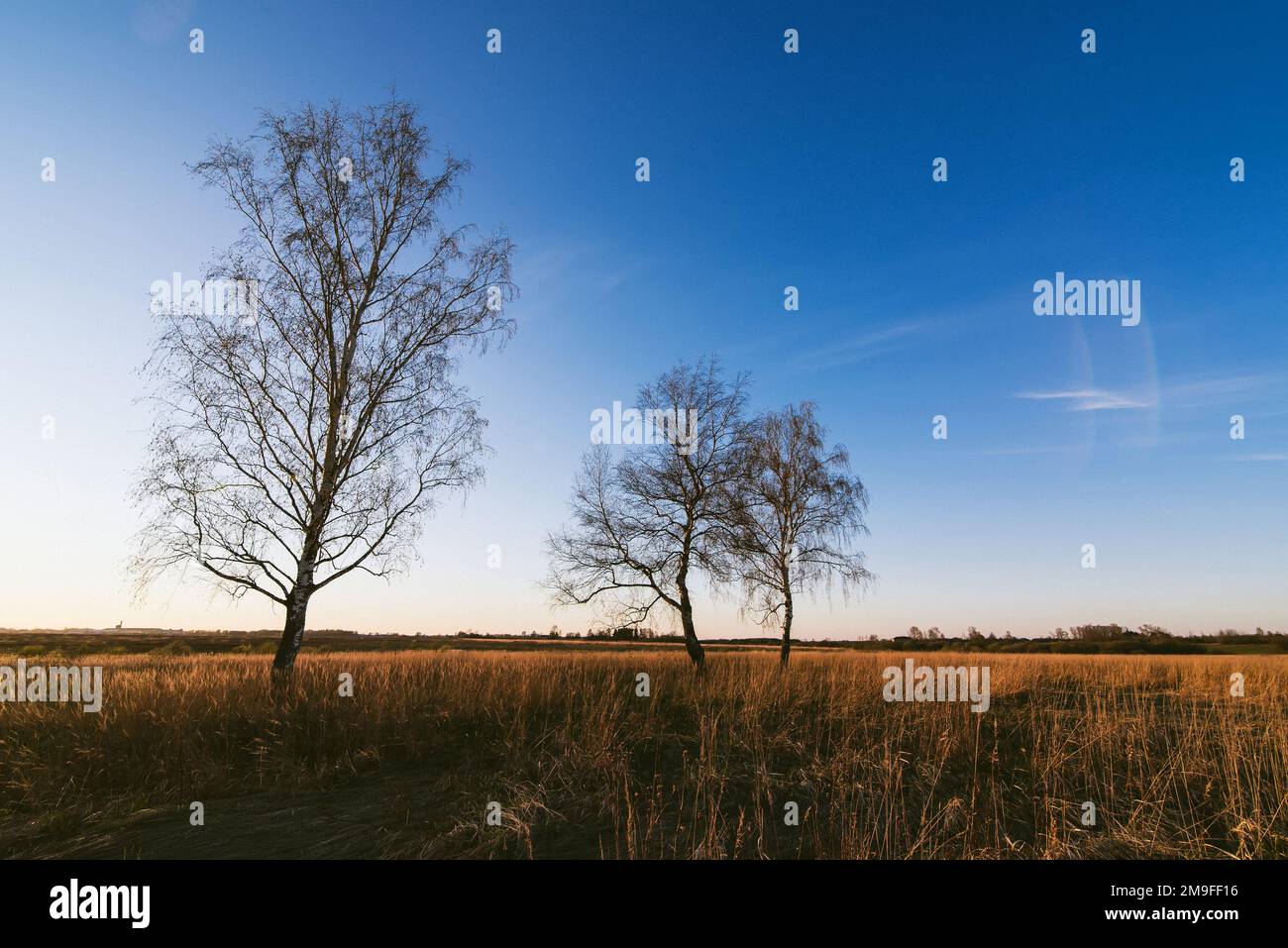 autumn landscape with three birches with fallen leaves in the morning ...