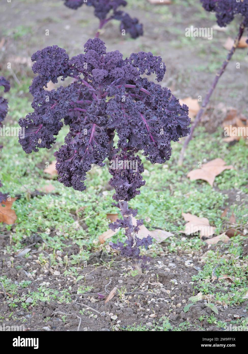 Red kale plants as a winter vegetable in the kitchen garden for ...