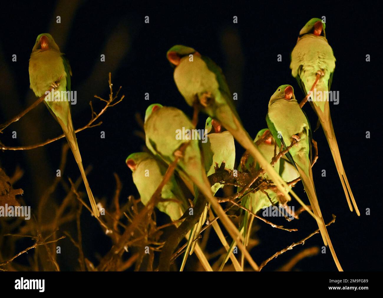 Wiesbaden, Germany. 11th Jan, 2023. Green parakeets settled on their roosting tree after sunset ...