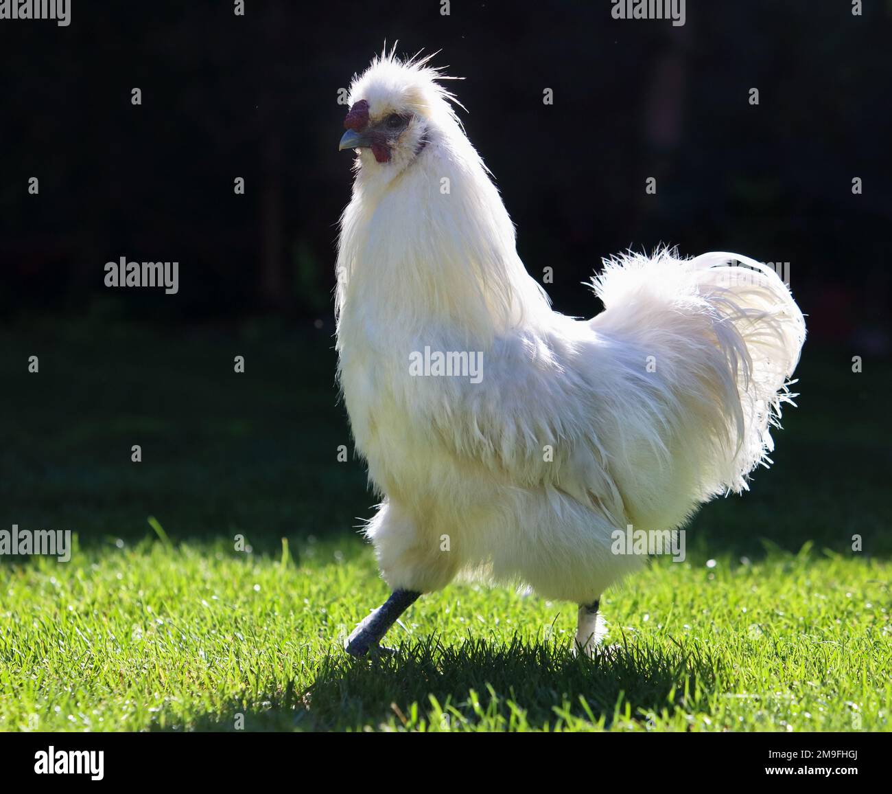 Silkie rooster hi-res stock photography and images - Alamy