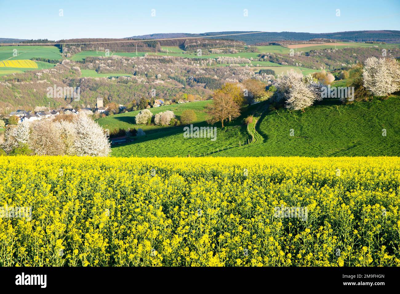 Landscape with yellow blooming raps field, agriculture in spring ...