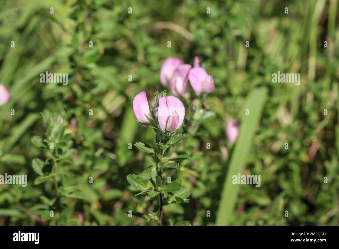 Pink flowers of the spiny restharrow (latin name: Ononis spinosa) in ...