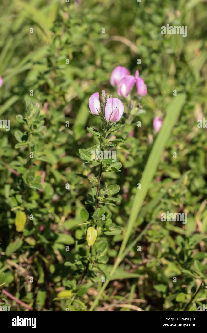 Pink flowers of the spiny restharrow (latin name: Ononis spinosa) in ...