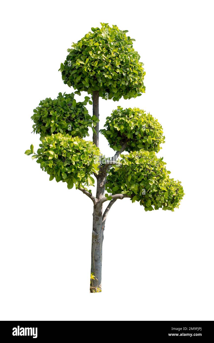 Tree isolated on white background Stock Photo - Alamy