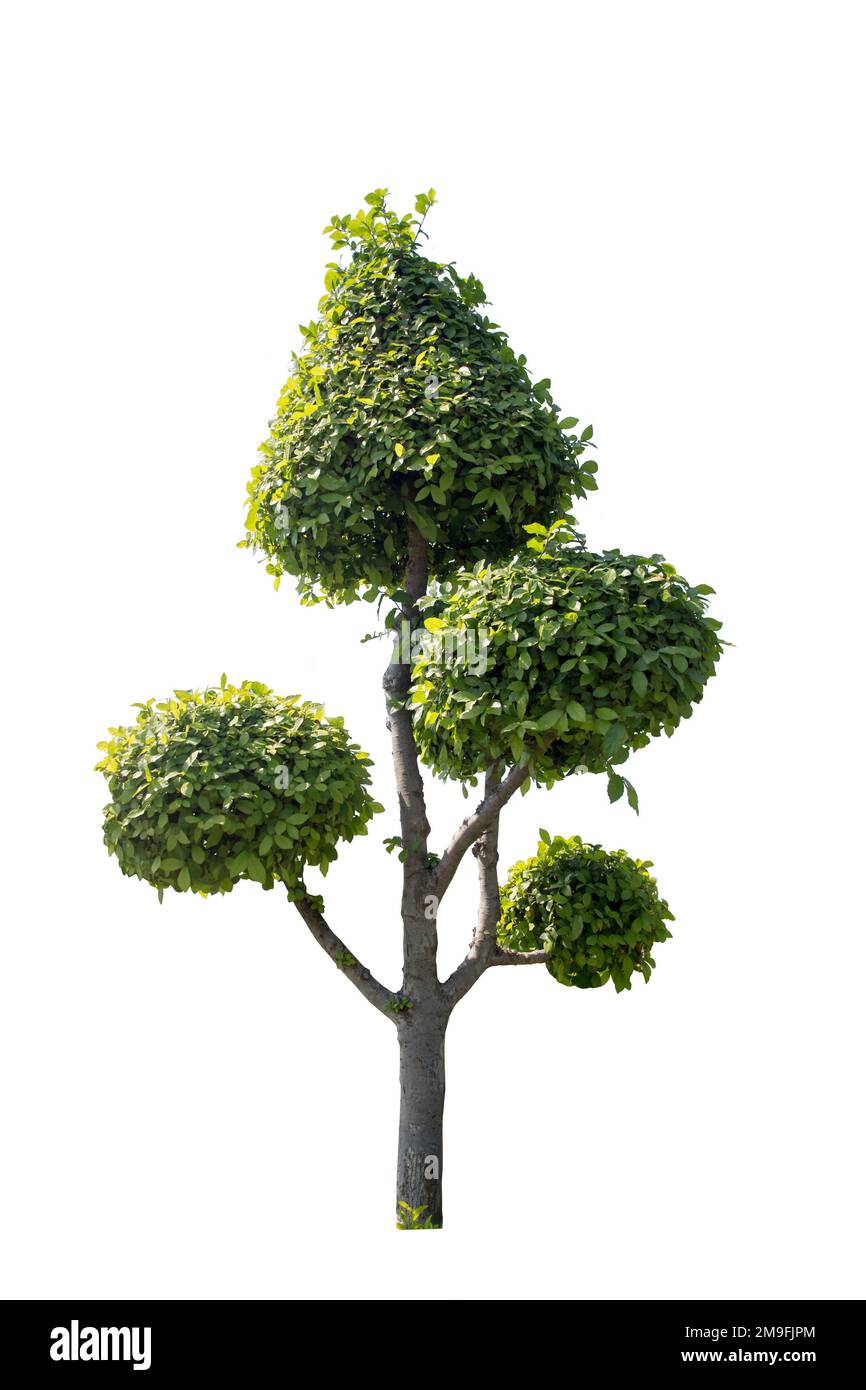 Tree isolated on white background Stock Photo - Alamy