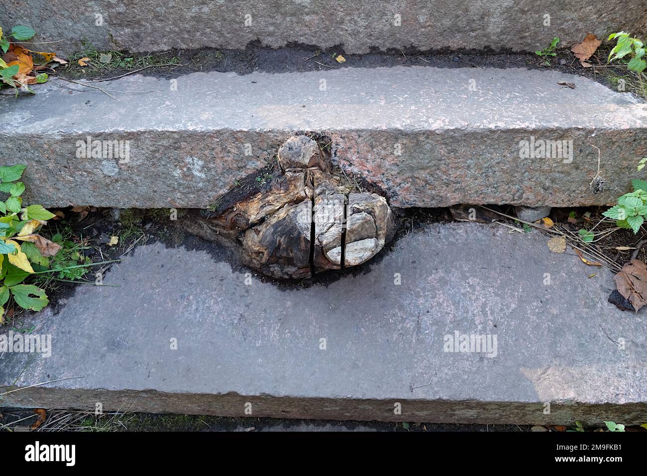 Close view of chopped cut tree root grown through the stone granite ...