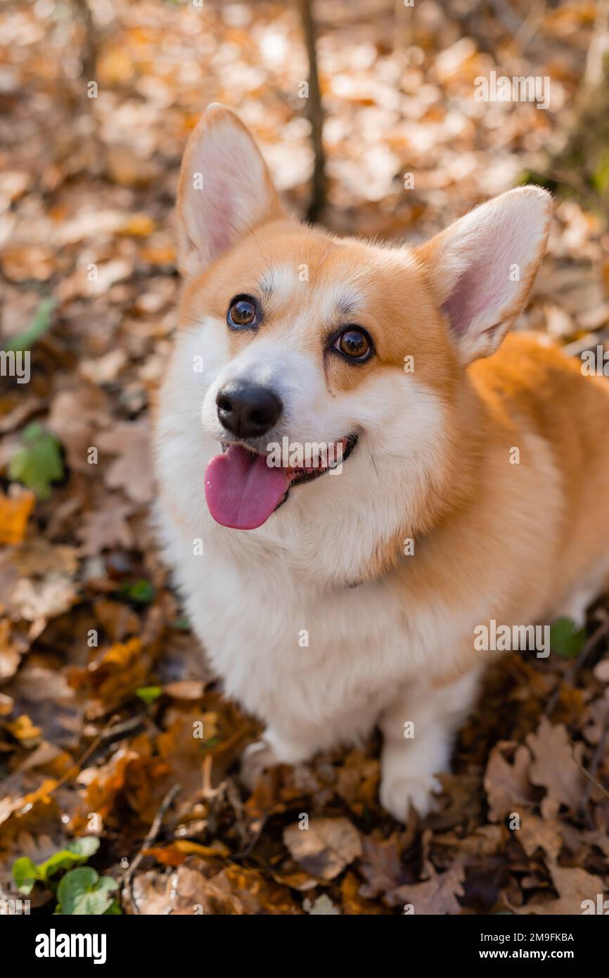 cute corgi dog on a walk in autumn in the forest. High quality photo ...