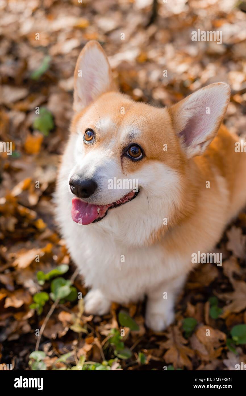 cute corgi dog on a walk in autumn in the forest. High quality photo ...