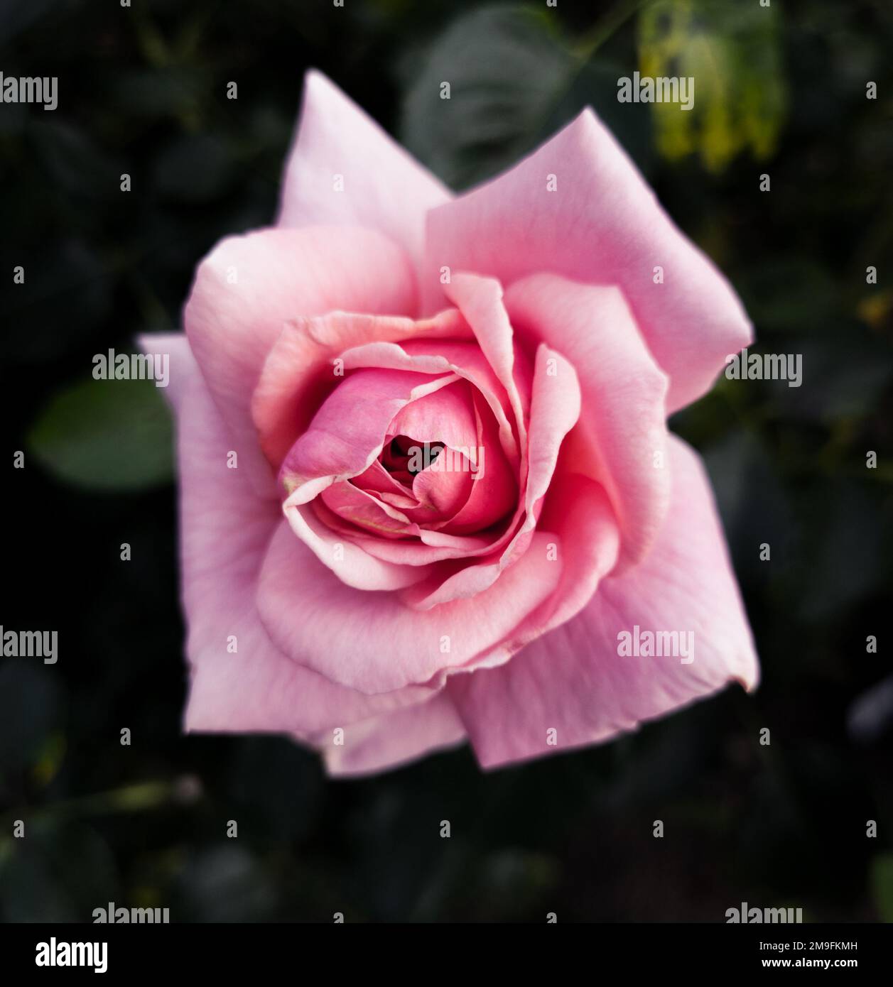 Fresh and withered rose hi-res stock photography and images - Alamy