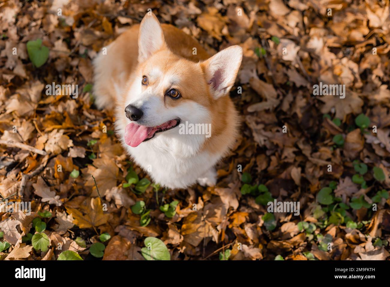 cute corgi dog on a walk in autumn in the forest. High quality photo ...