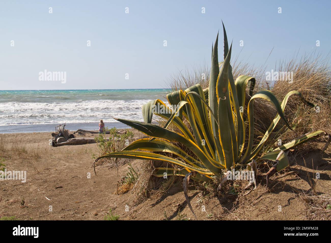 Century plant, also known as Mague, growing in the dunes of Italy, in ...
