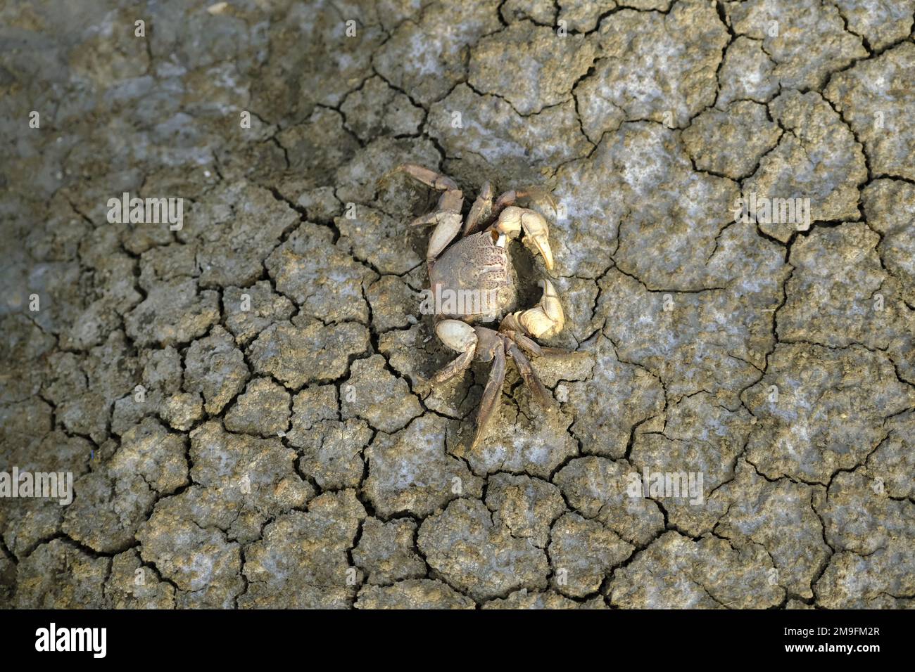 Crabs that die from drought, drought can threaten plants and animals ...