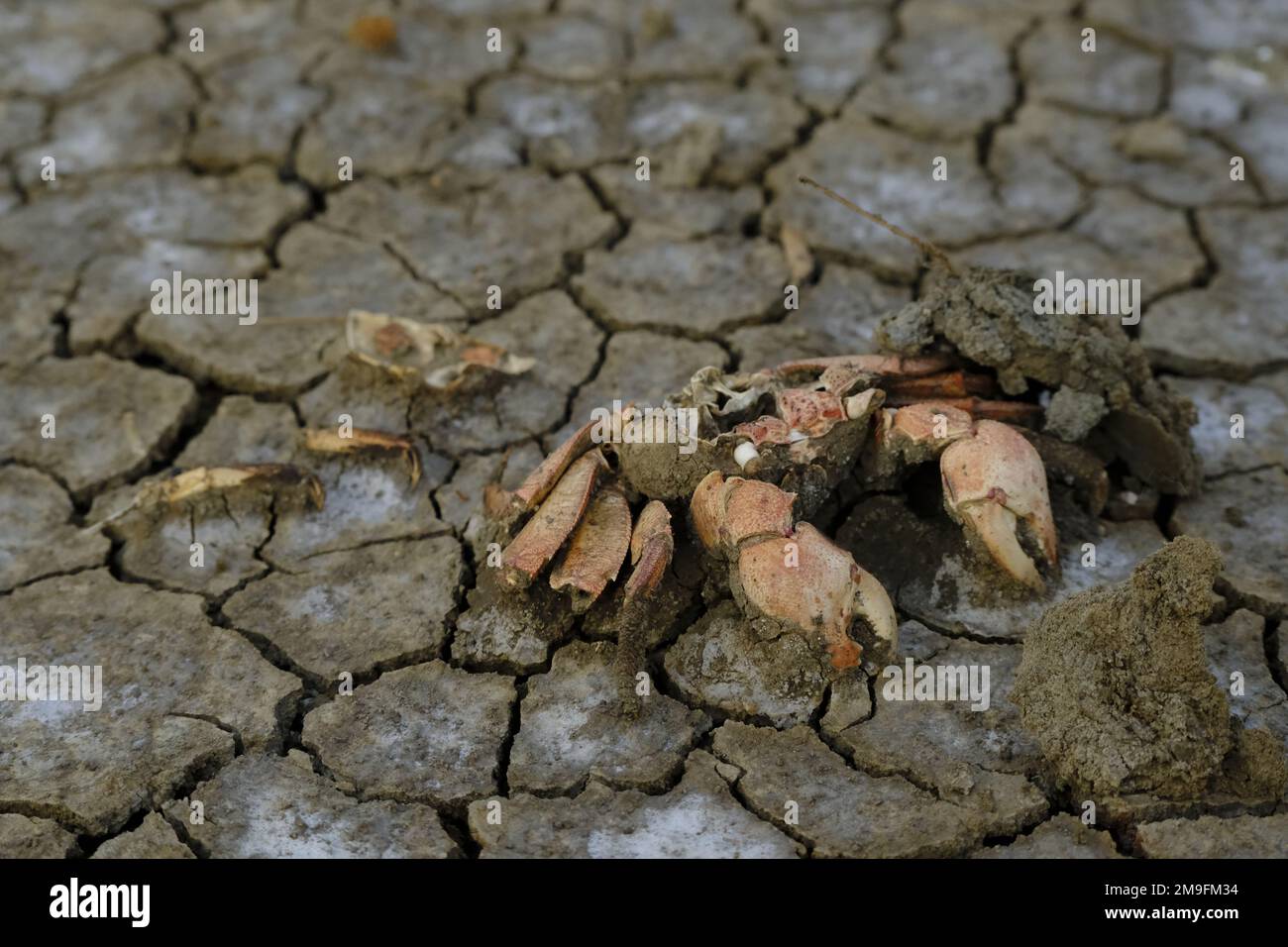 Crabs that die from drought, drought can threaten plants and animals ...