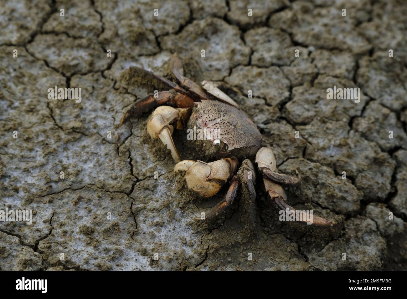 Crabs that die from drought, drought can threaten plants and animals ...