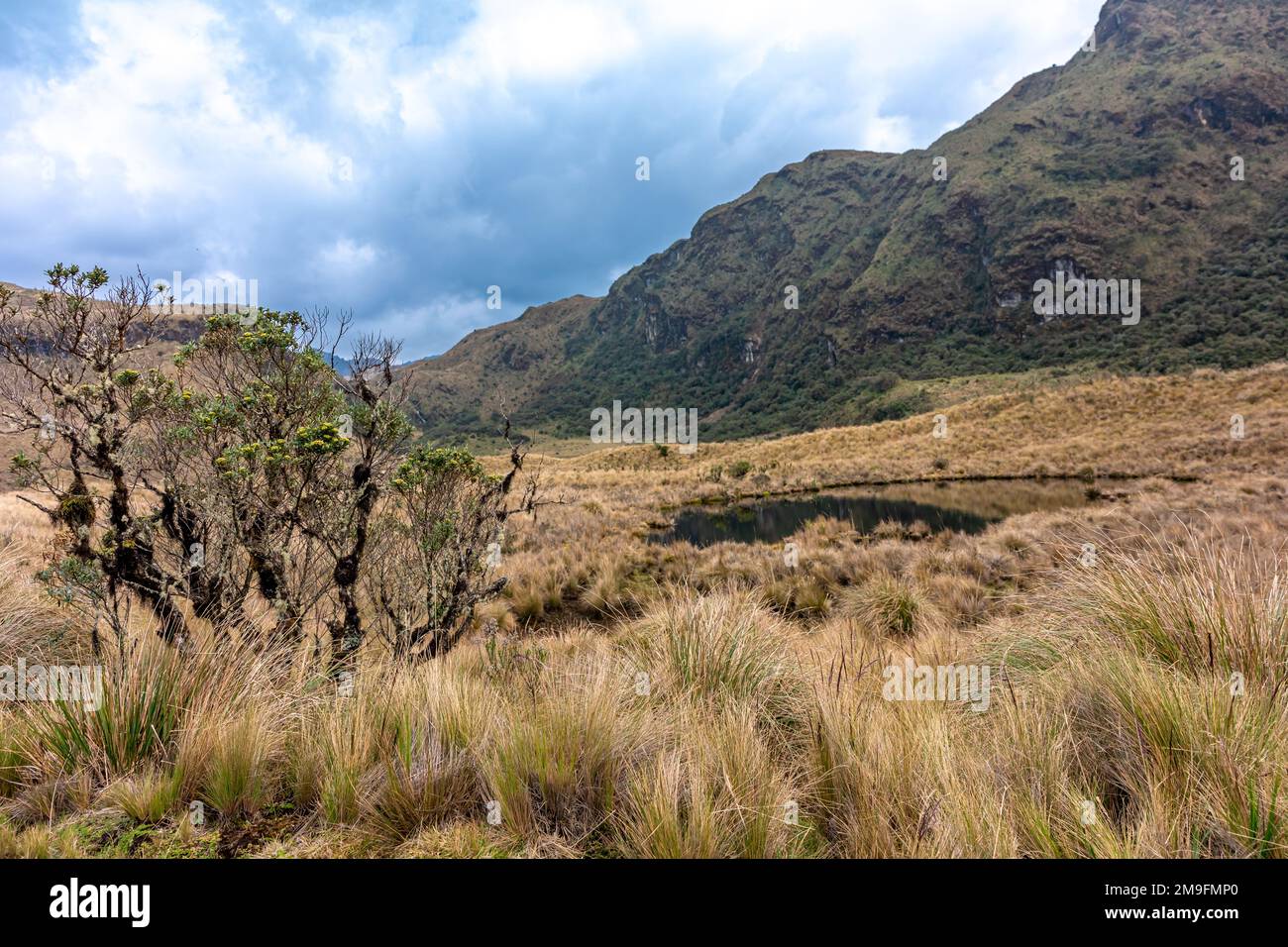 Cayambe coca ecological reserve hi-res stock photography and images - Alamy