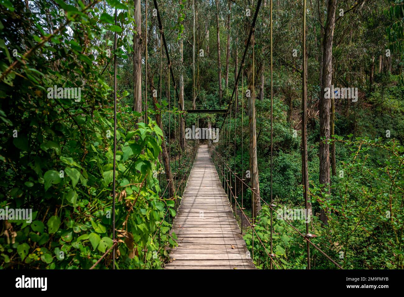 hanging wooden bridge in the forest Stock Photo - Alamy