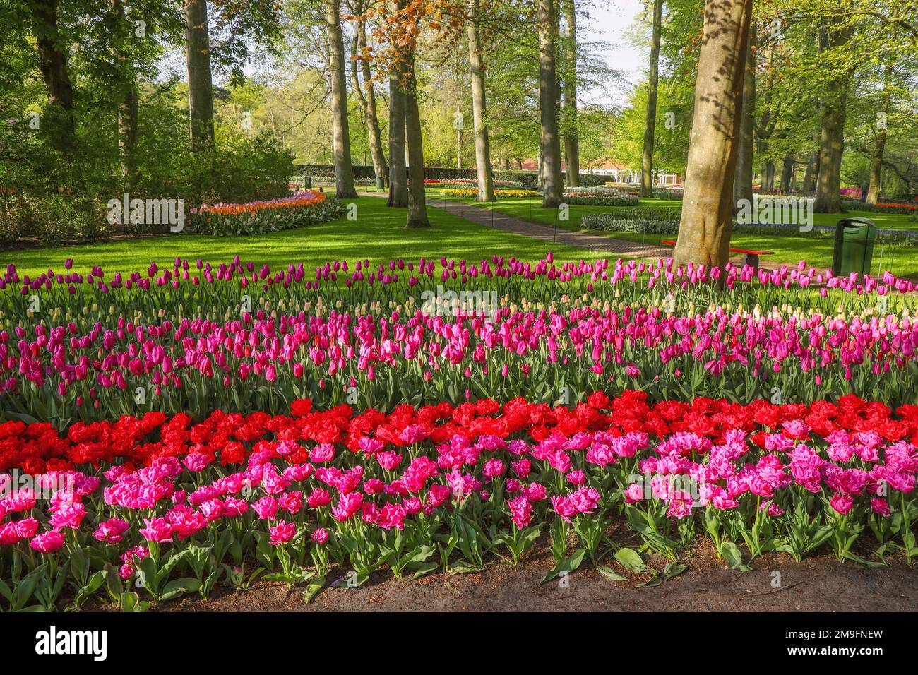 Beautiful scenery in Keukenhof royal flower garden in the Netherlands ...