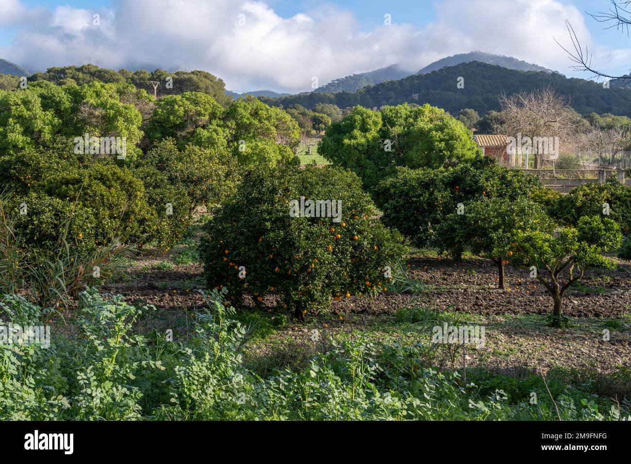 Orange trees citrus sinensis hi-res stock photography and images - Alamy