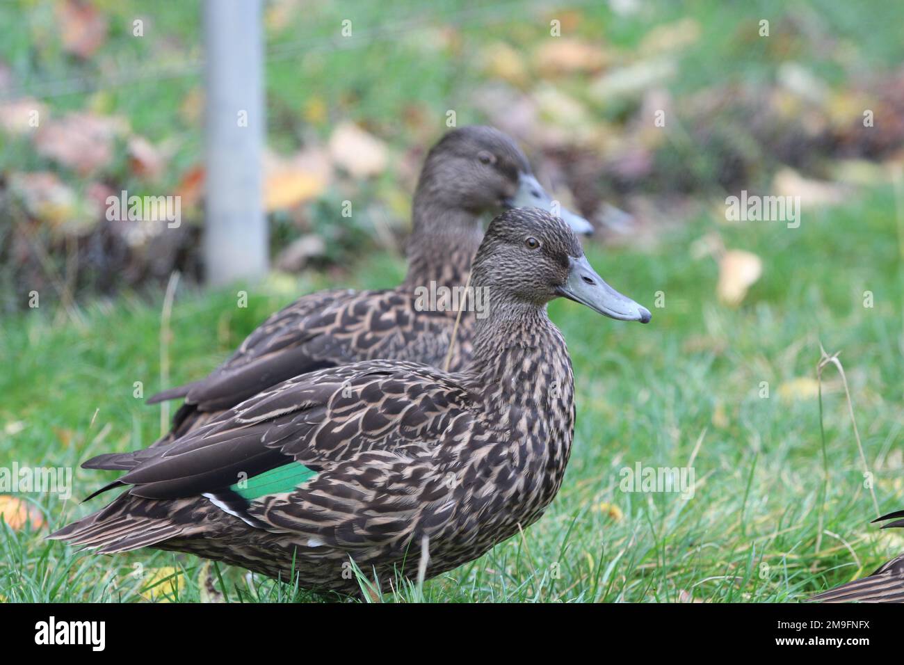 A closeup of endangered Species of Meller's Duck on the grass with a ...