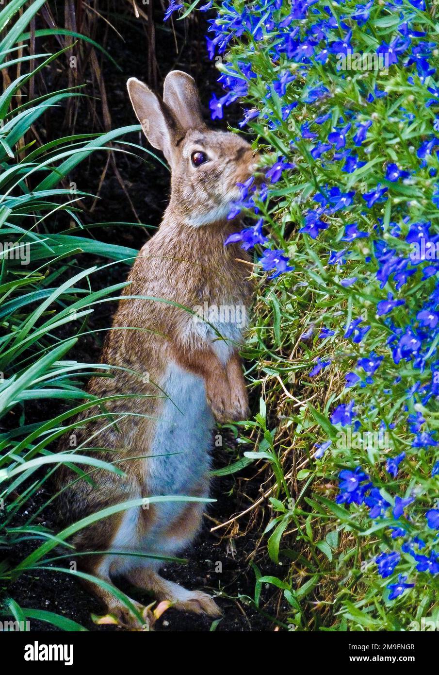 A vertical shot of a hare near flowers and bushes in a field with a ...