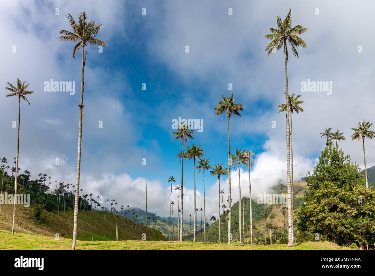 Cocora palm valley in Colombia in South America Stock Photo - Alamy