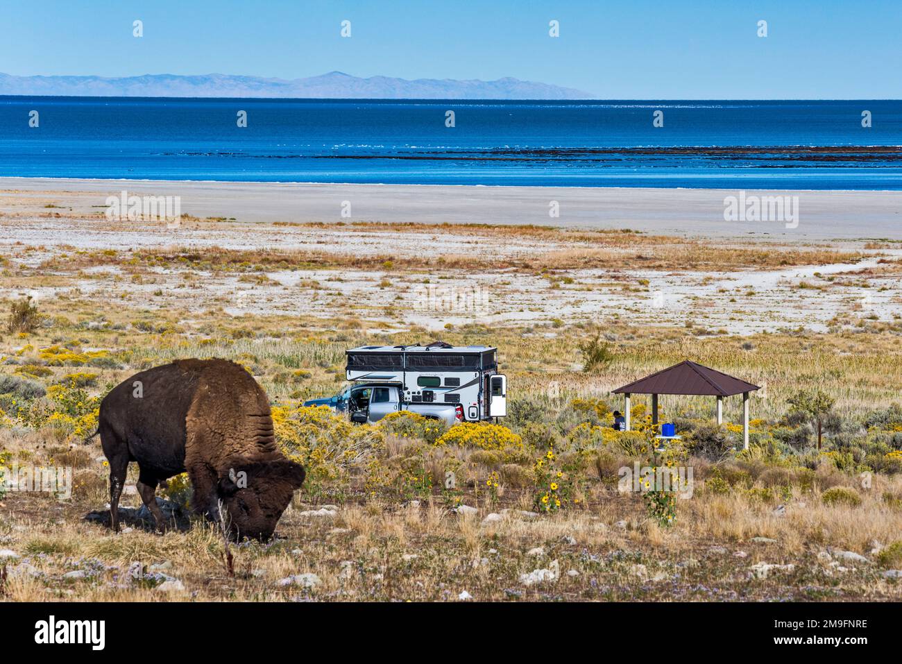 Plains bison (American bison subspecies) grazing at Bridger Bay ...
