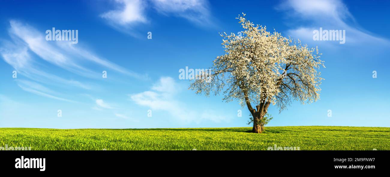 Lone tree with spring blossoms on a flat green meadow, with a beautiful ...