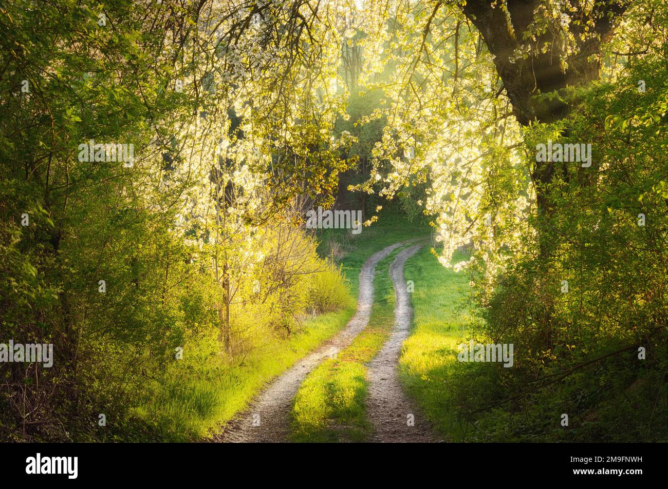 Dreamy spring rural landscape scenery with blossoming trees framing a ...