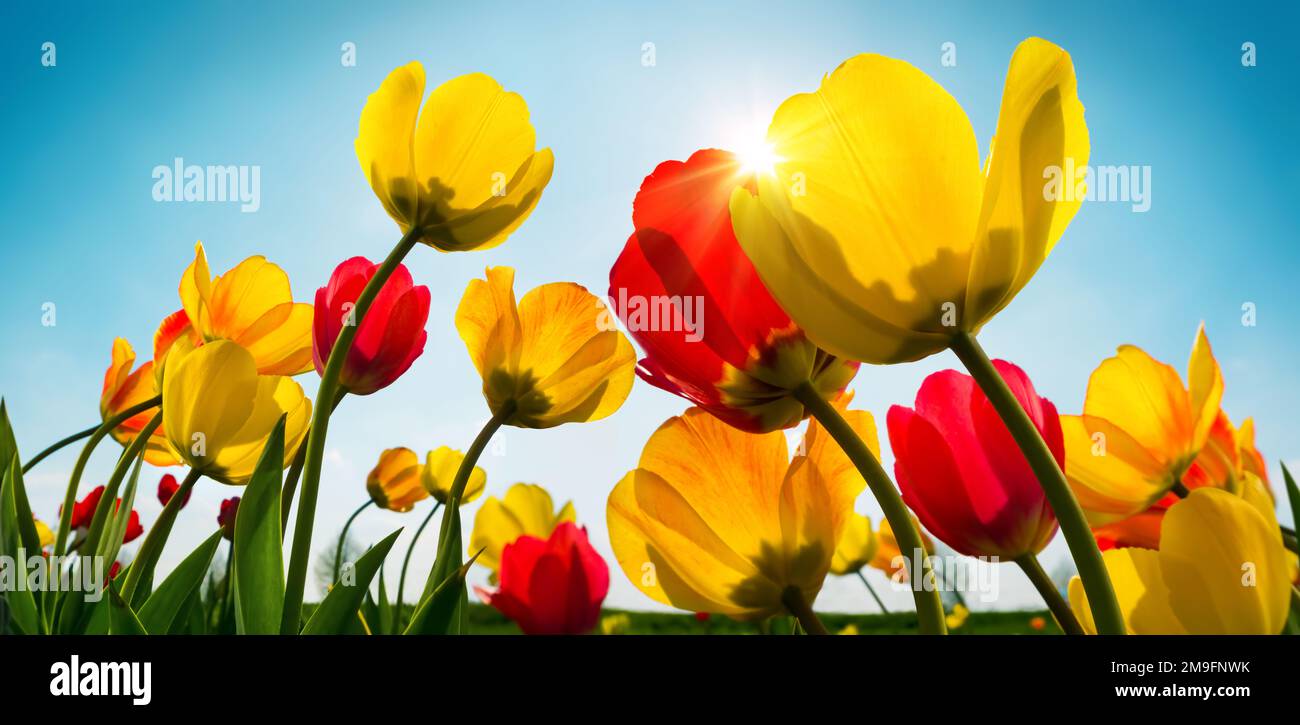 Gorgeous red and yellow tulips growing towards the spring sun in the ...