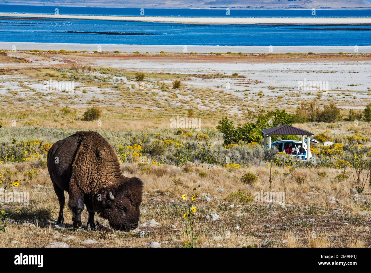Plains bison (American bison subspecies) grazing at Bridger Bay ...