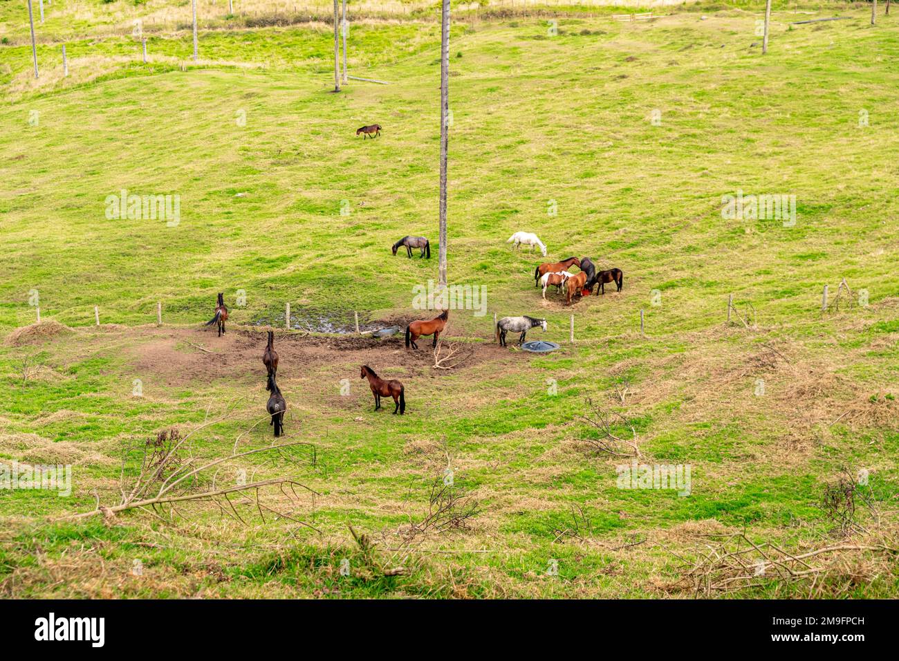 Aerial of horses running hi-res stock photography and images - Alamy