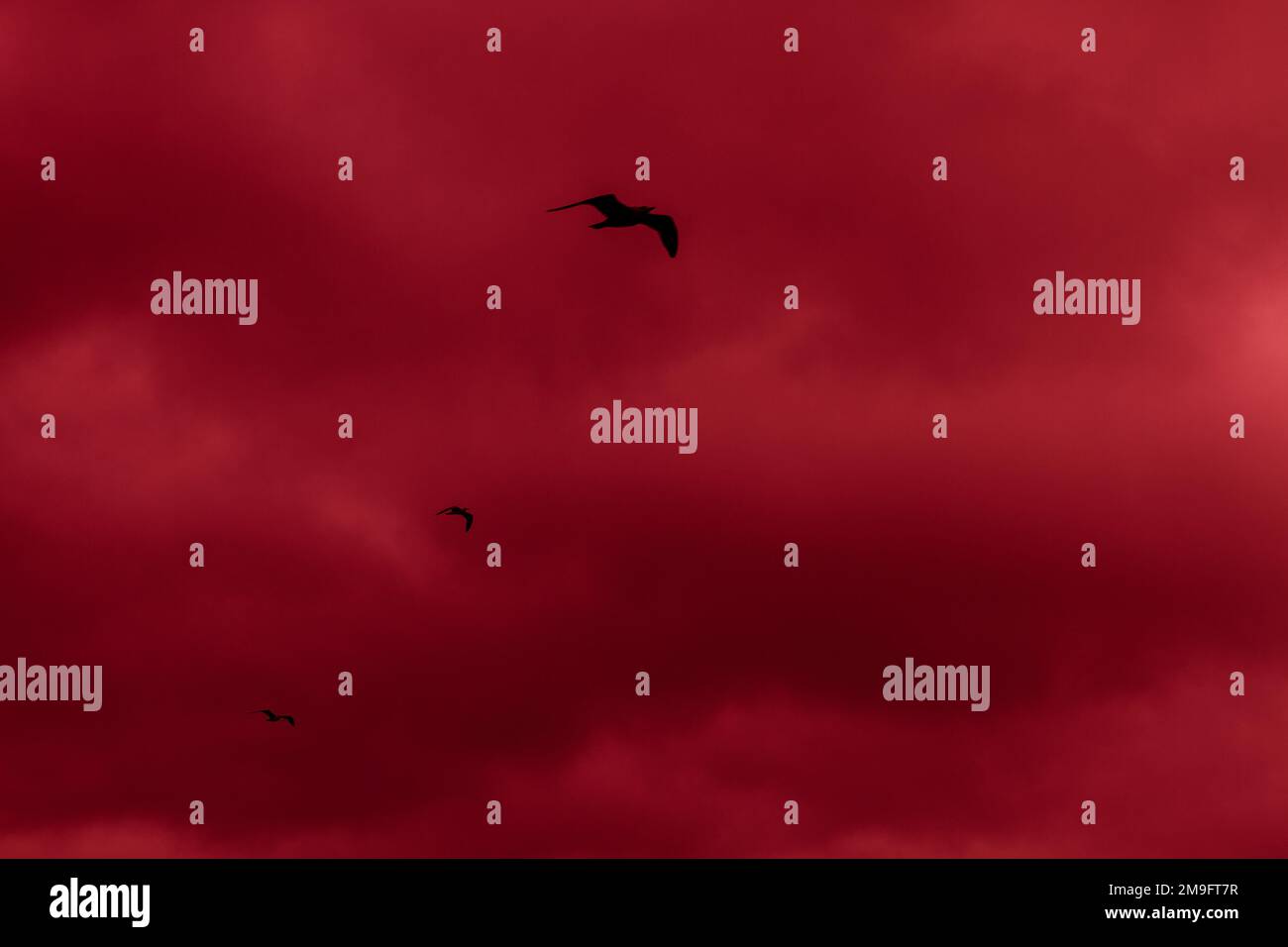 Fiery red sky. Blood clouds. Horror. Background, banner. Horror ...