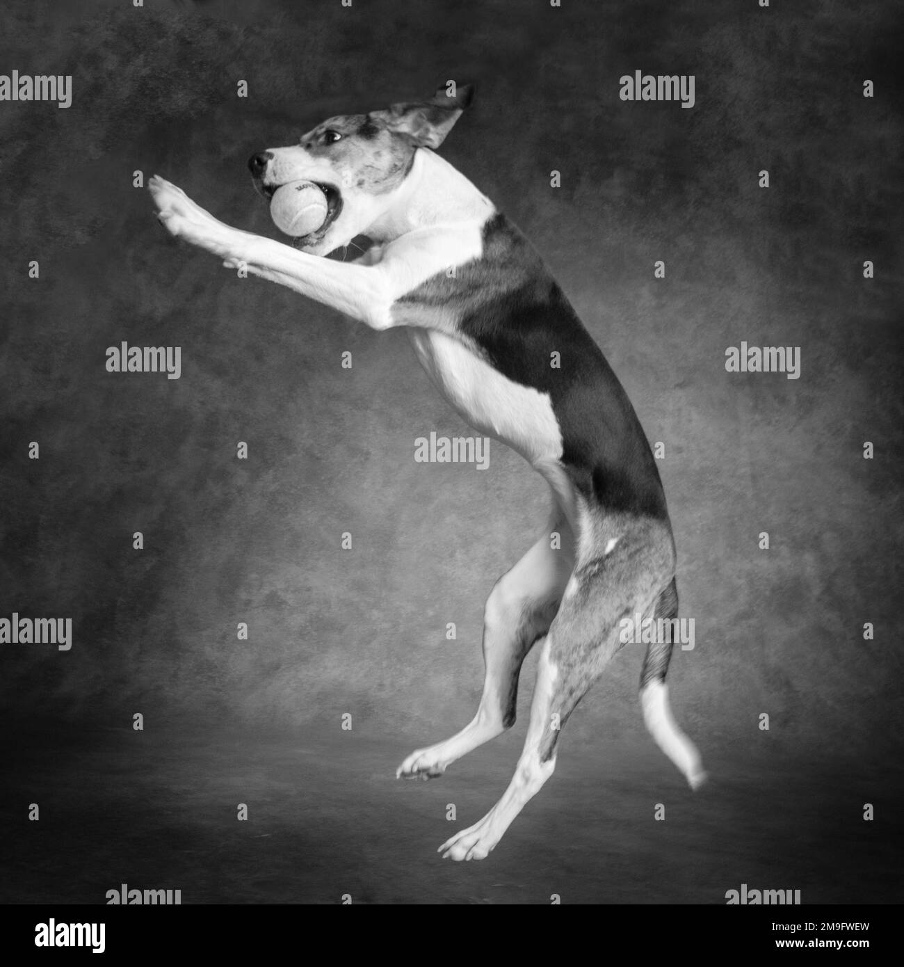 Side view shot mid Black and White Stock Photos & Images - Alamy