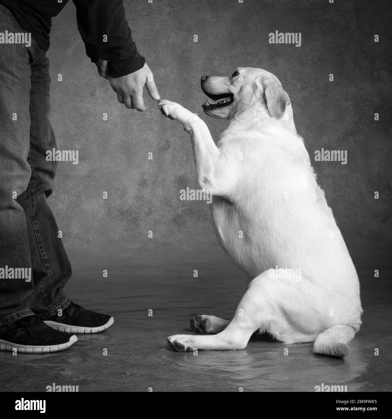 Dog Shaking Paw Clip Art