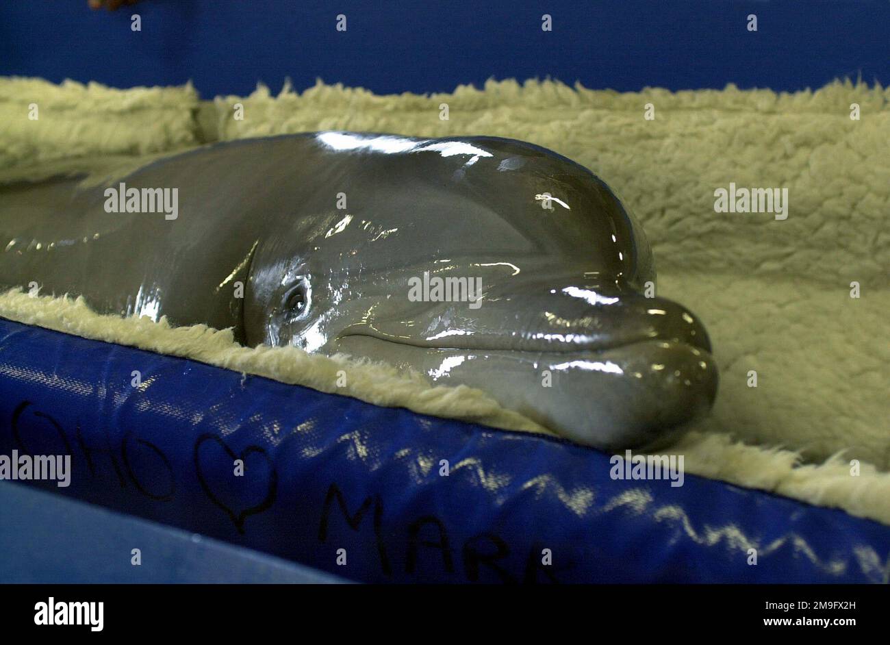 Dinky a trained dolphin from the Navy Explosive Ordnance Mobile Unit 3 ...