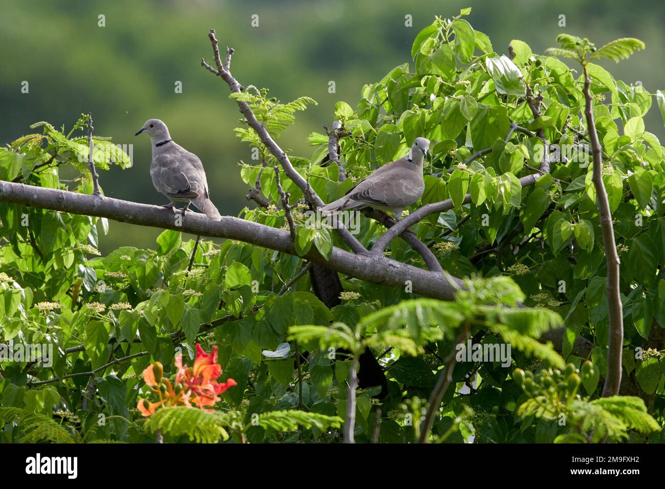 Two doves branch hi-res stock photography and images - Alamy