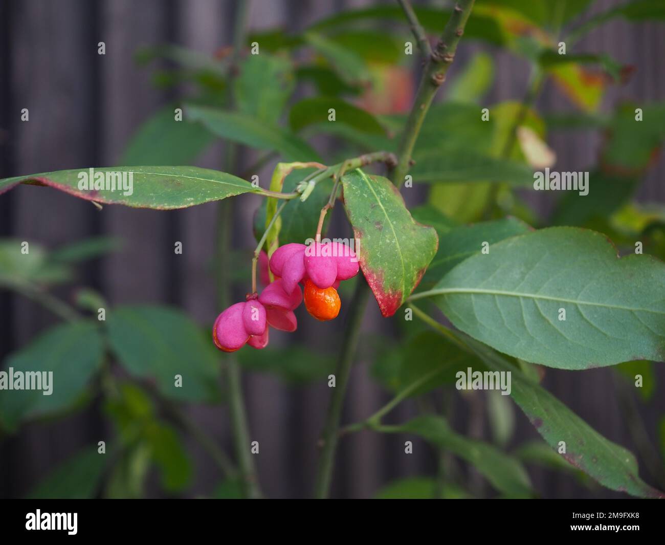 Close up of brightly coloured Euonymus europaeus 'Red Cascade ...