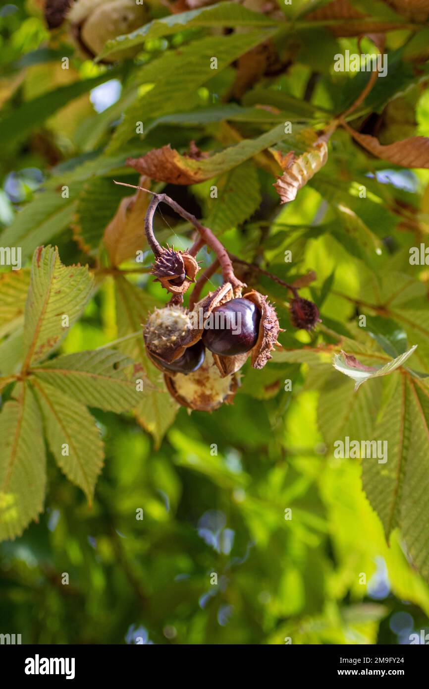 Closed chestnut hanging from the tree in a park in Madrid Stock Photo ...