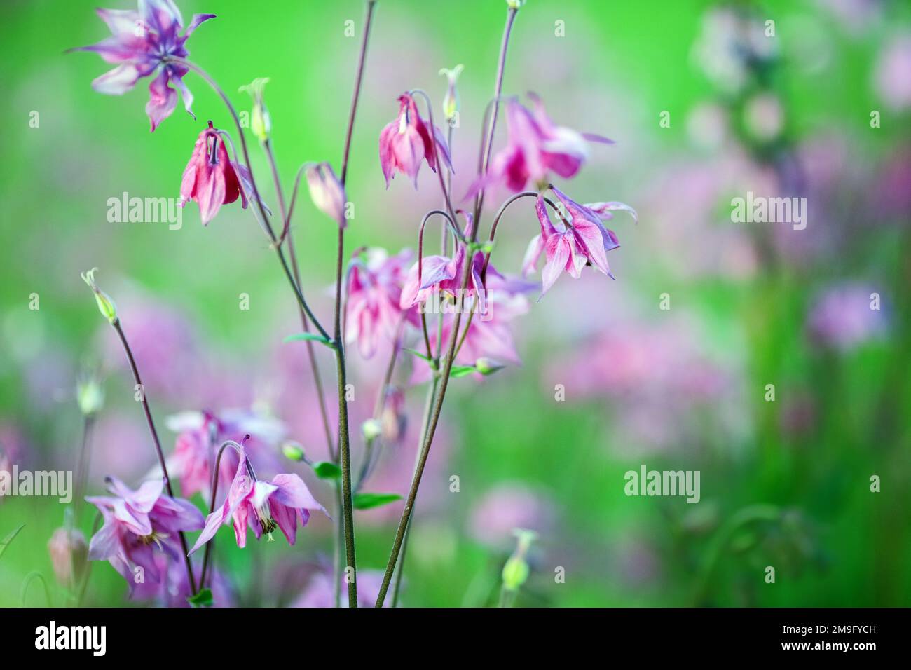 Aquilegia (common names: granny's bonnet, columbine) is a genus of ...
