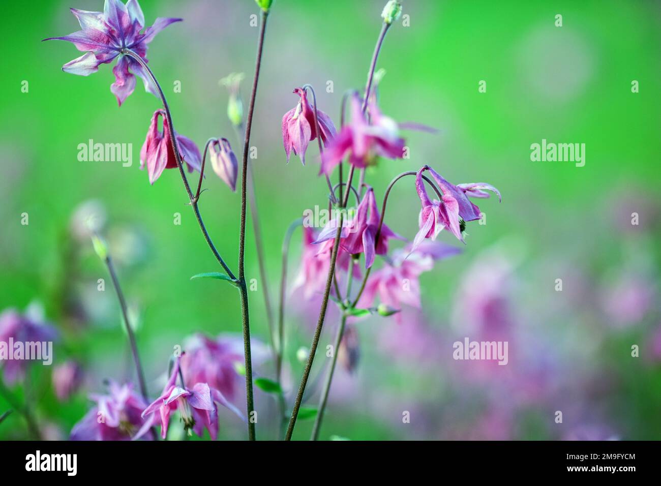 Aquilegia (common names: granny's bonnet, columbine) is a genus of ...