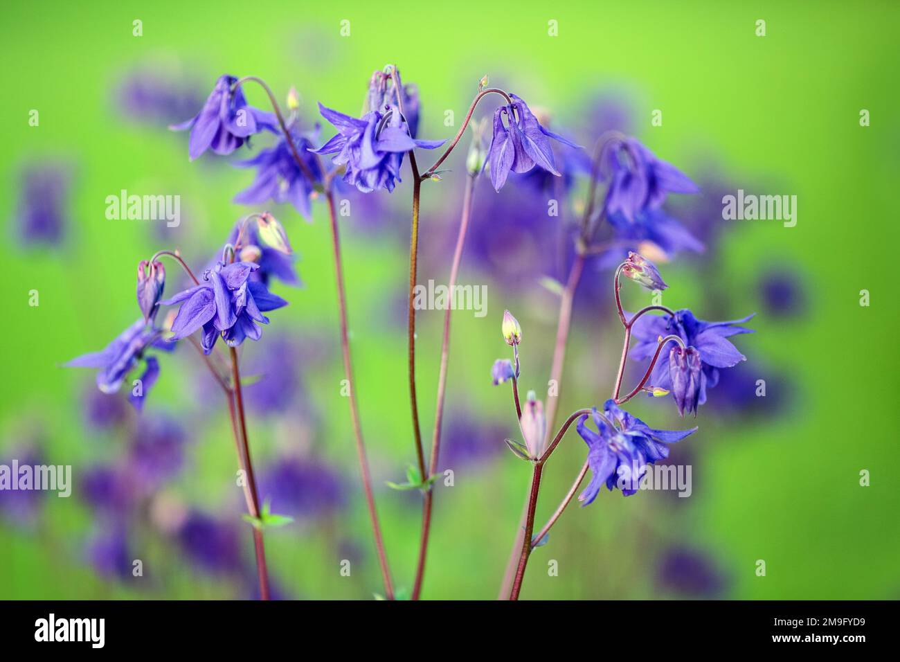 Aquilegia (common names: granny's bonnet, columbine) is a genus of ...