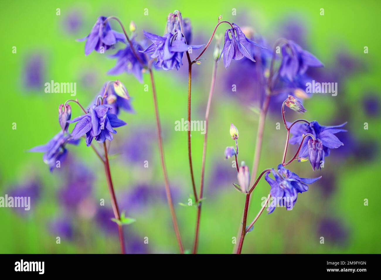 Aquilegia (common names: granny's bonnet, columbine) is a genus of ...