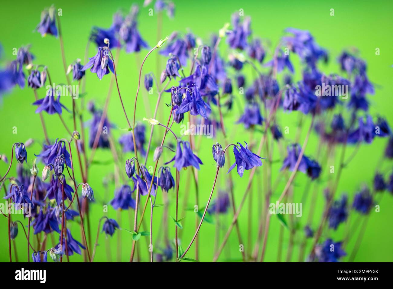 Aquilegia (common names: granny's bonnet, columbine) is a genus of ...