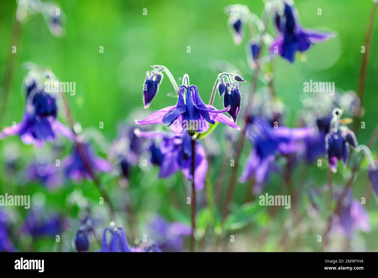 Aquilegia (common names: granny's bonnet, columbine) is a genus of ...