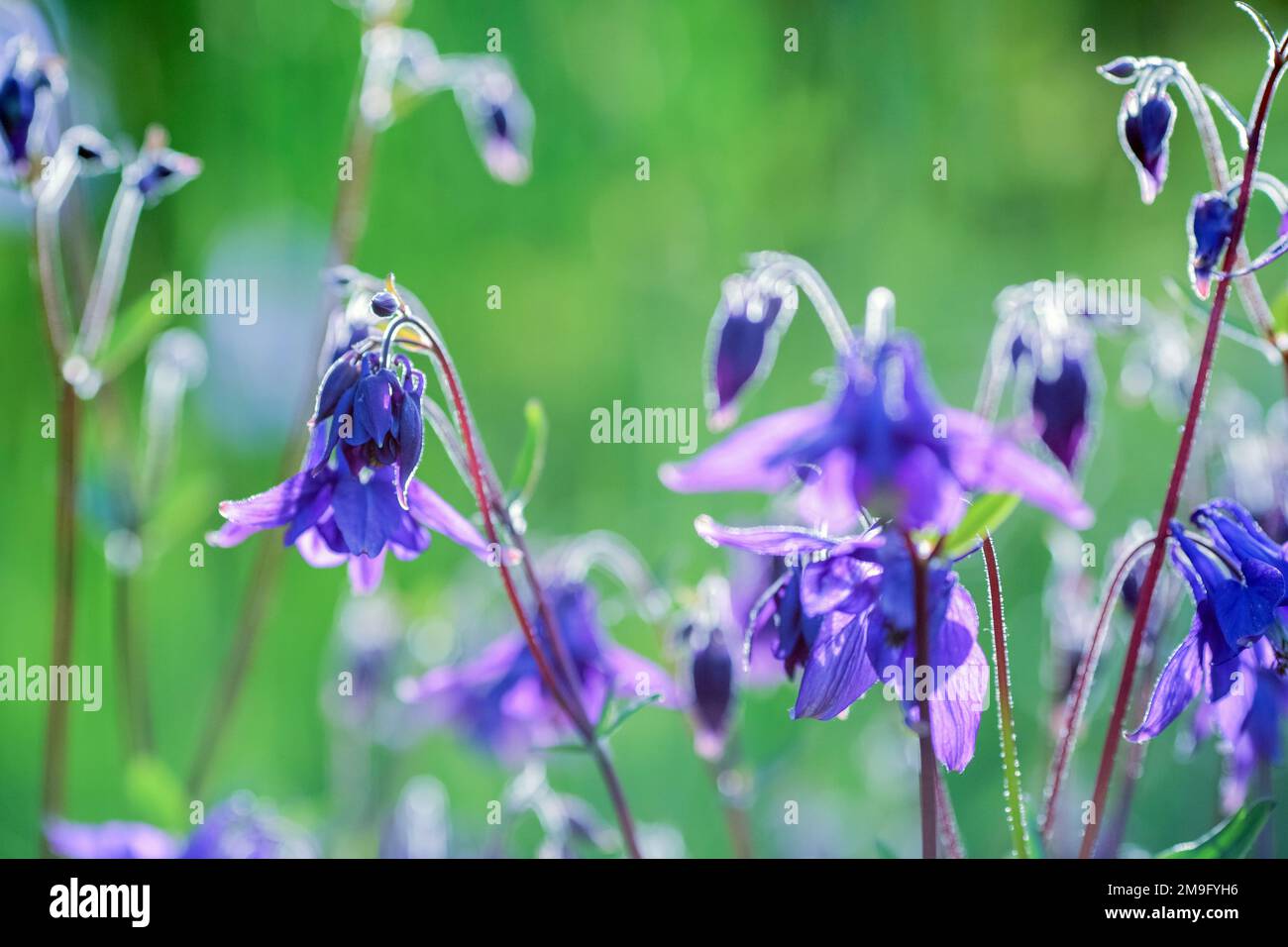 Aquilegia (common names: granny's bonnet, columbine) is a genus of ...