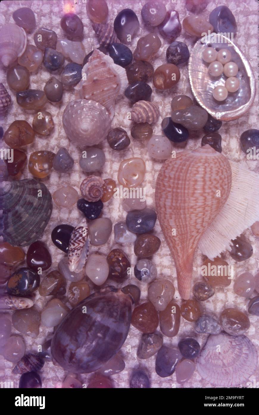 A seashell or sea shell, also known simply as a shell, is a hard ...