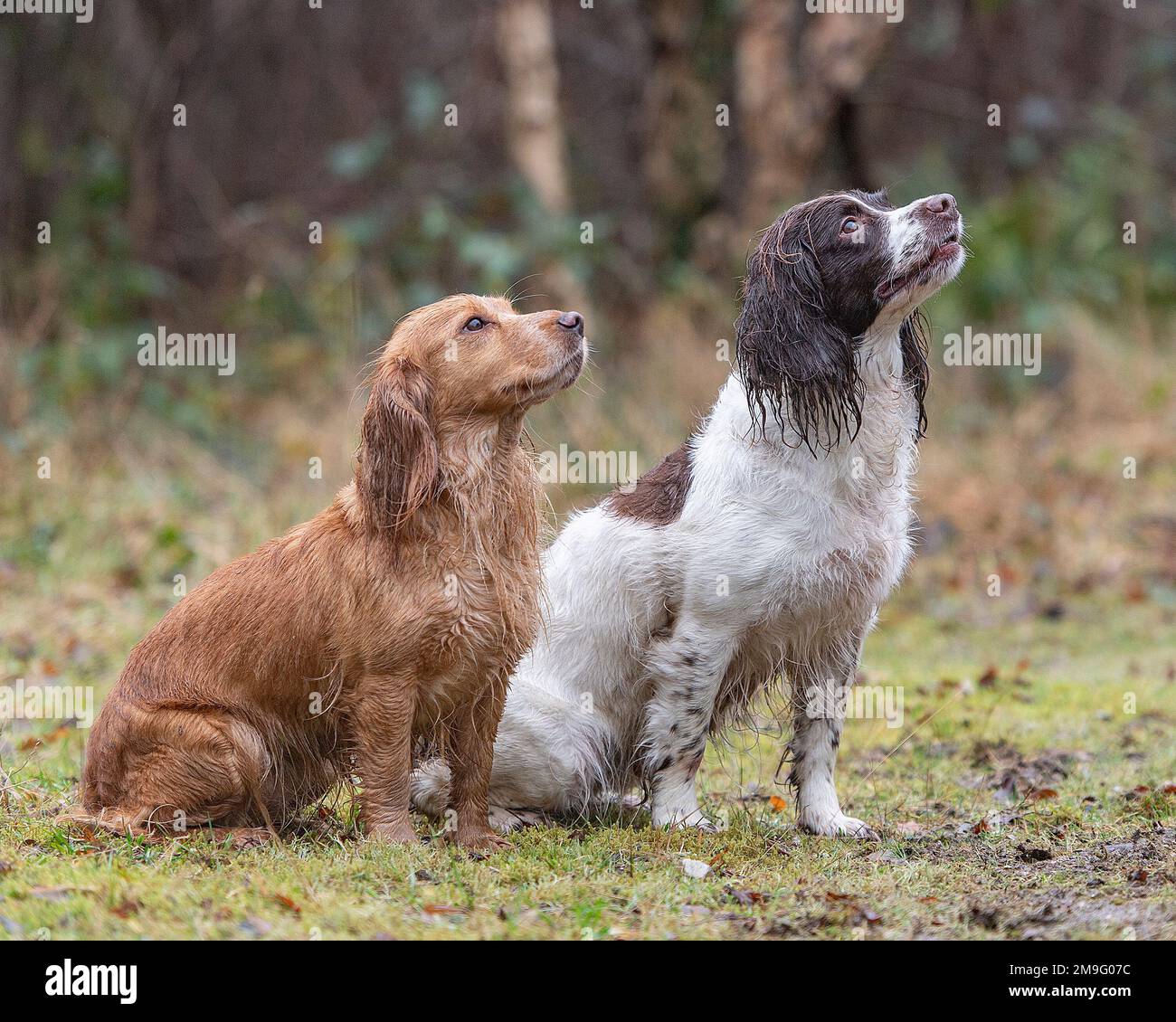 English Cocker spaniel and English springer spaniel Stock Photo - Alamy