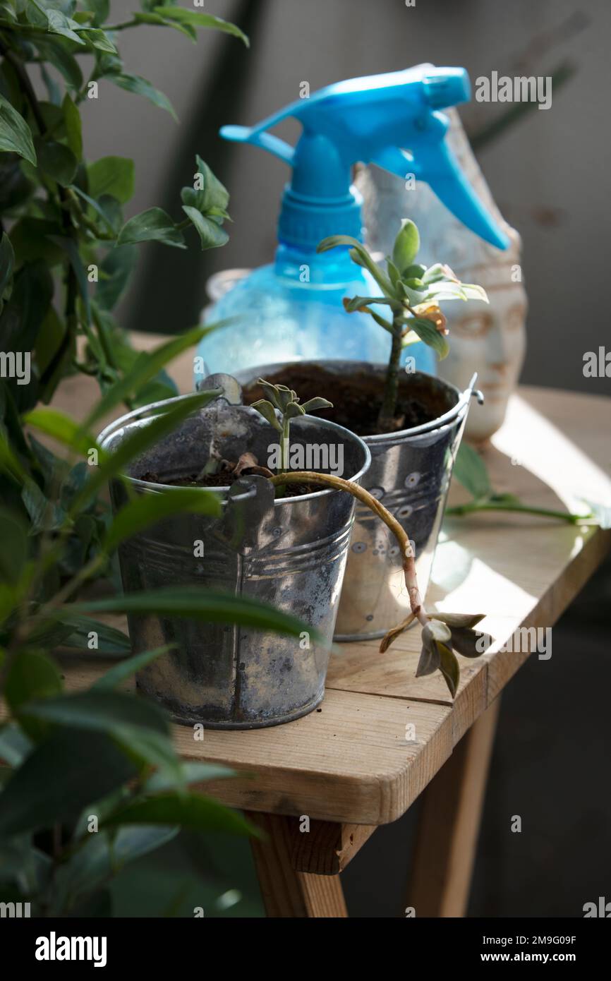 Detail of a garden of an urban terrace with a wooden table, vines and ...