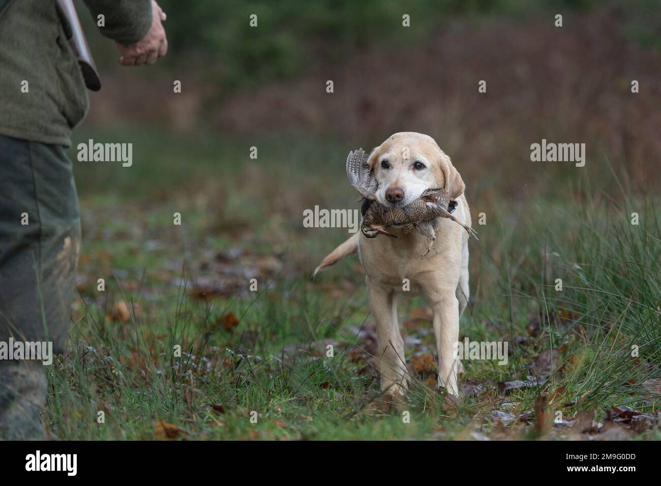 labrador retriever carrying dead shot woodcock Stock Photo - Alamy